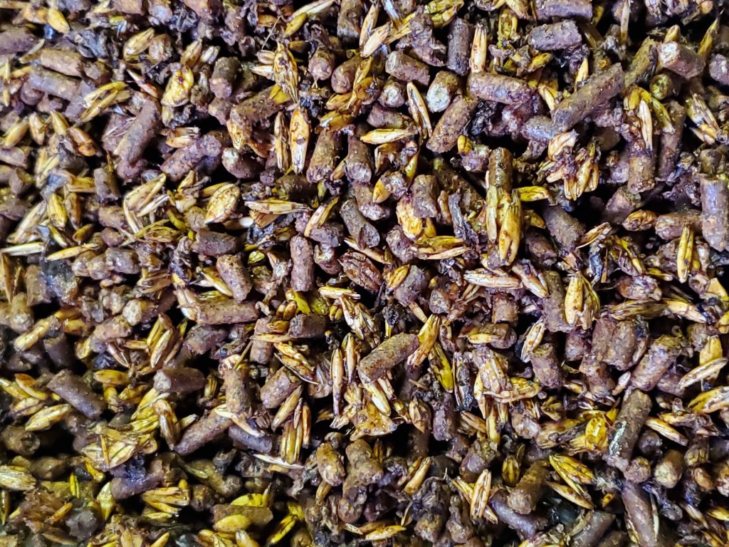 Equine Feeds - High Quality Nutrition For Horses | Advantage Edge