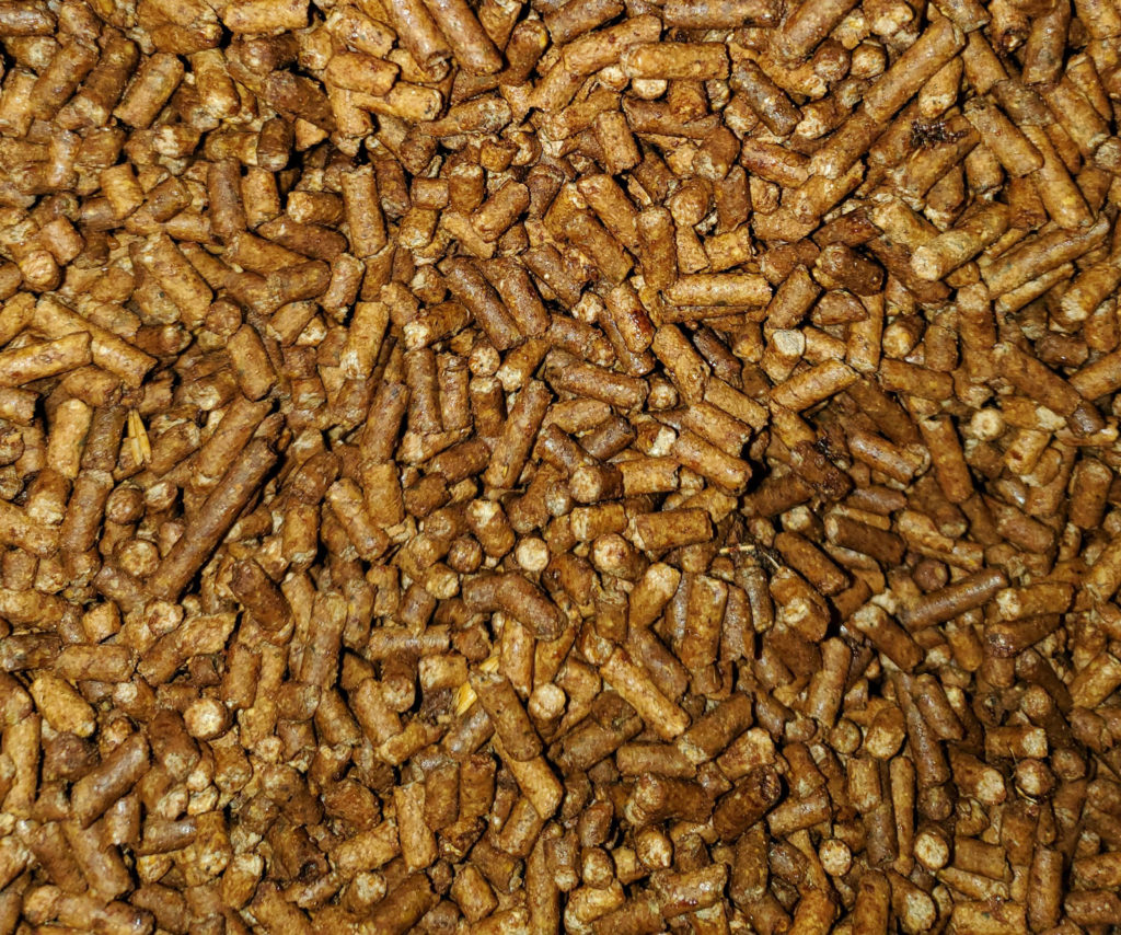 Equine Feeds - High Quality Nutrition For Horses | Advantage Edge