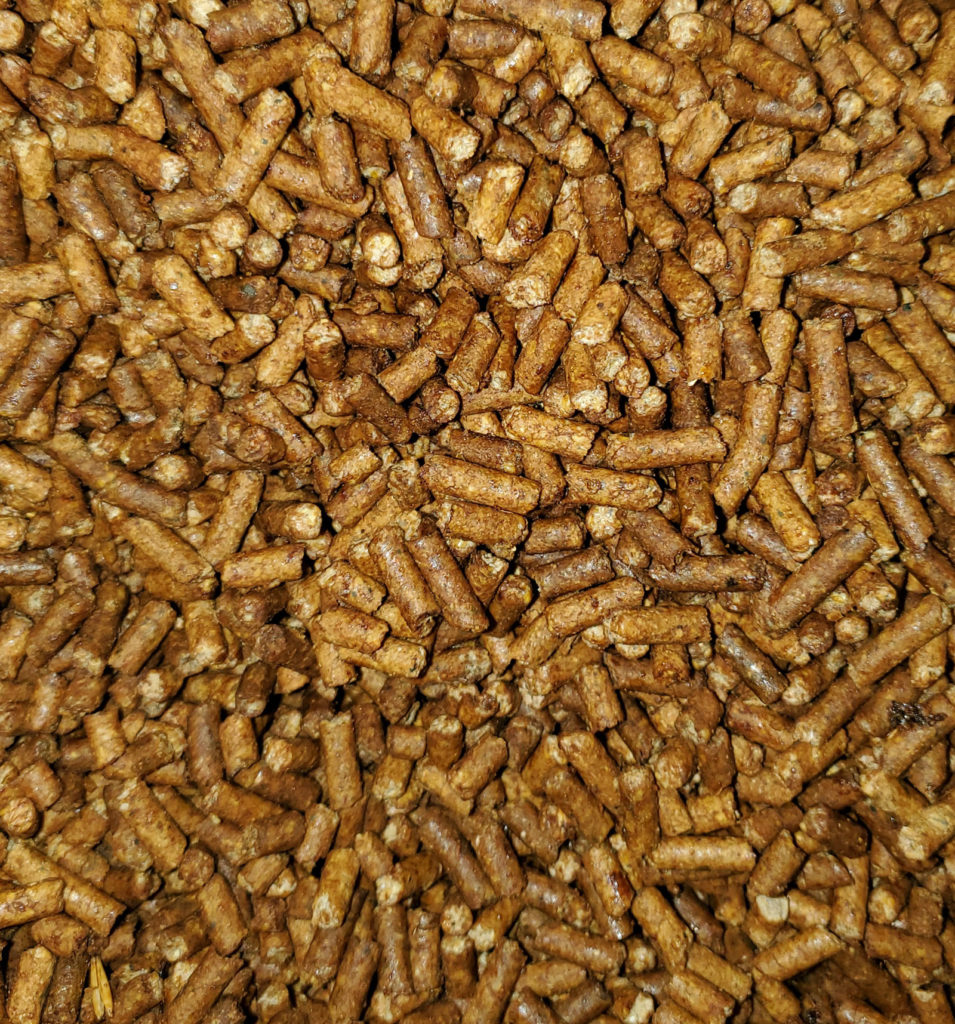 Equine Feeds - High Quality Nutrition For Horses | Advantage Edge